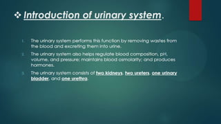 Urinary system by Dk.pptx
