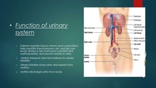 Urinary system by Dk.pptx
