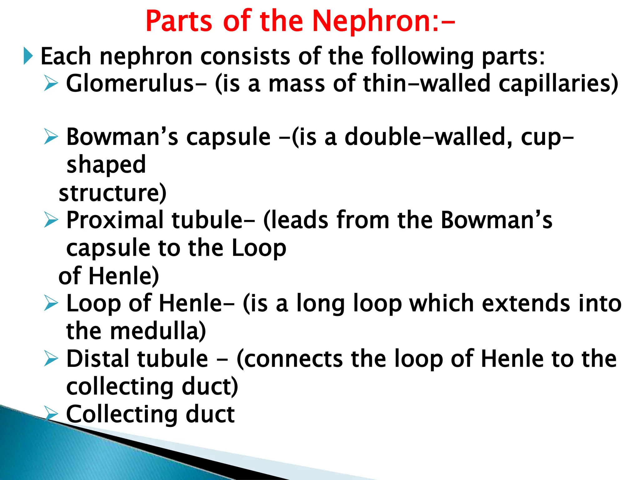 URINARY/ excretory SYSTEM anatomy & physiology | PPT