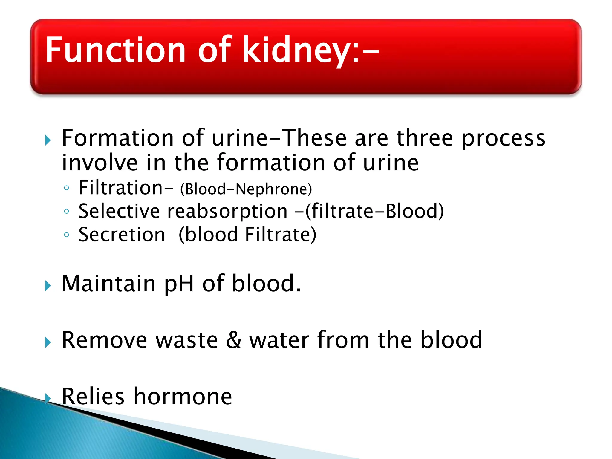 URINARY/ excretory SYSTEM anatomy & physiology | PPT