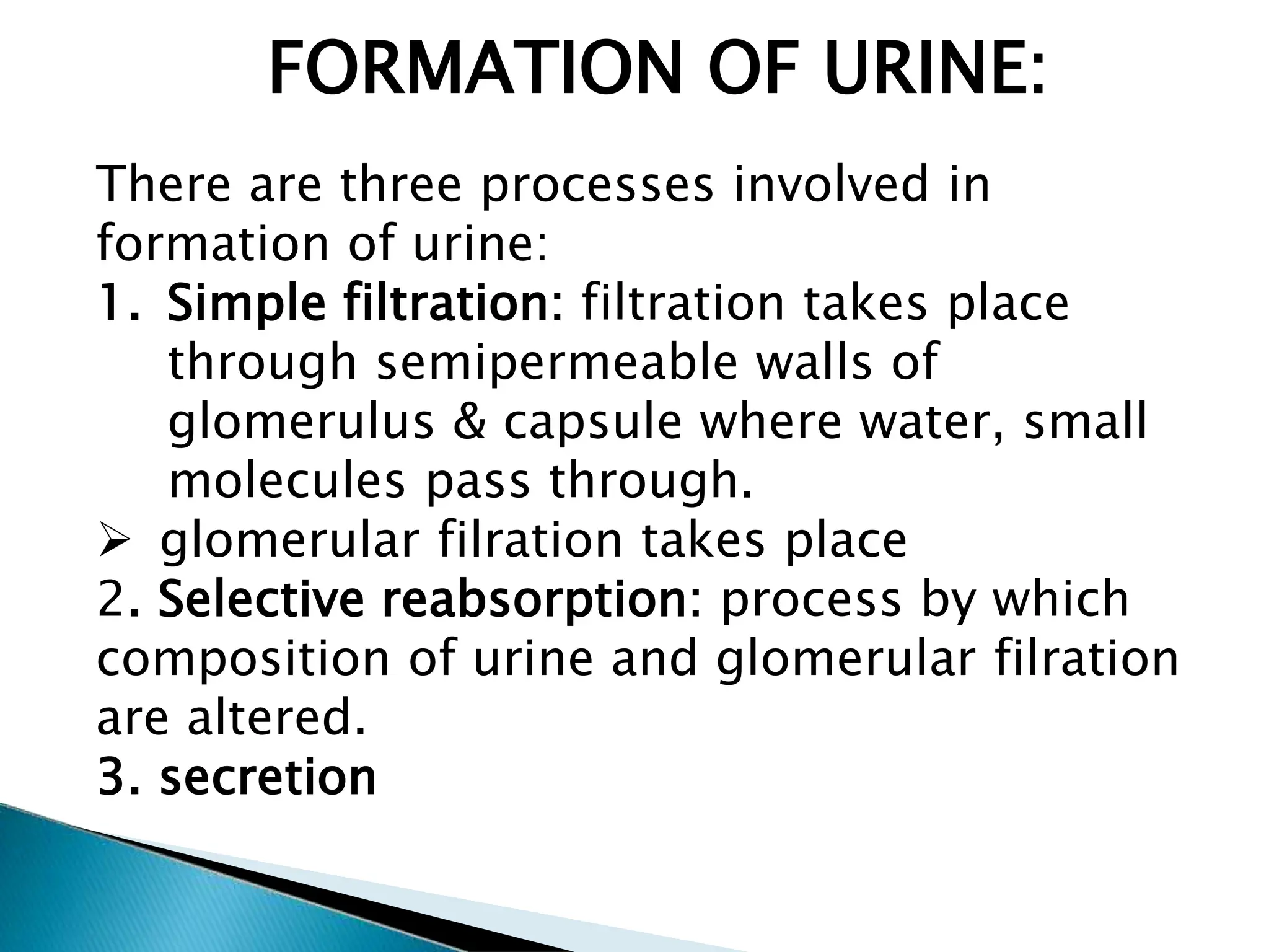 URINARY/ excretory SYSTEM anatomy & physiology | PPT