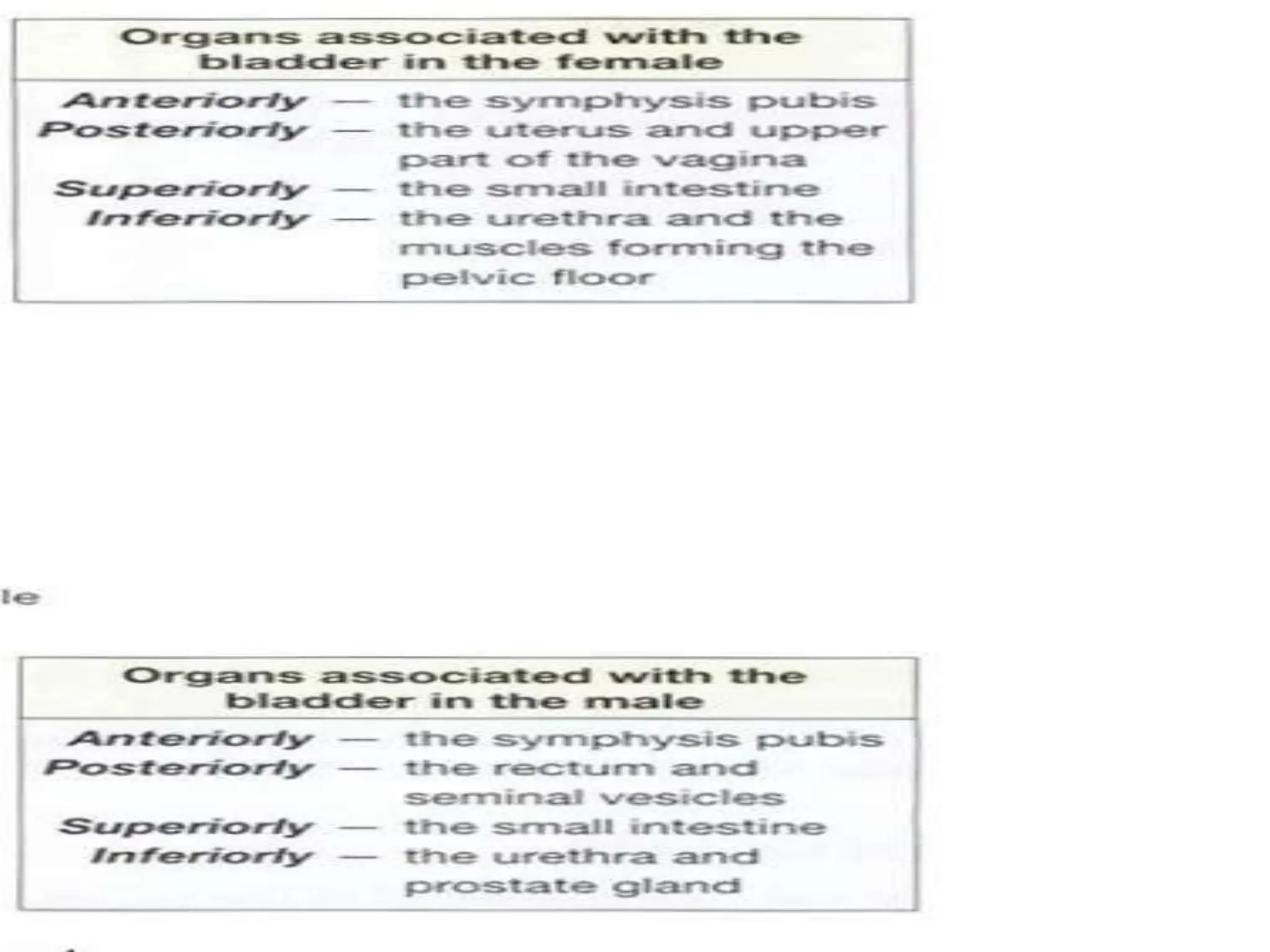 URINARY/ excretory SYSTEM anatomy & physiology | PPT