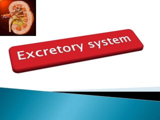 URINARY/ excretory SYSTEM anatomy & physiology | PPTX