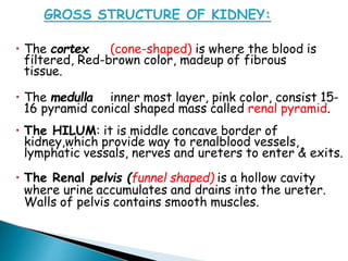 URINARY/ excretory SYSTEM anatomy & physiology | PPTX