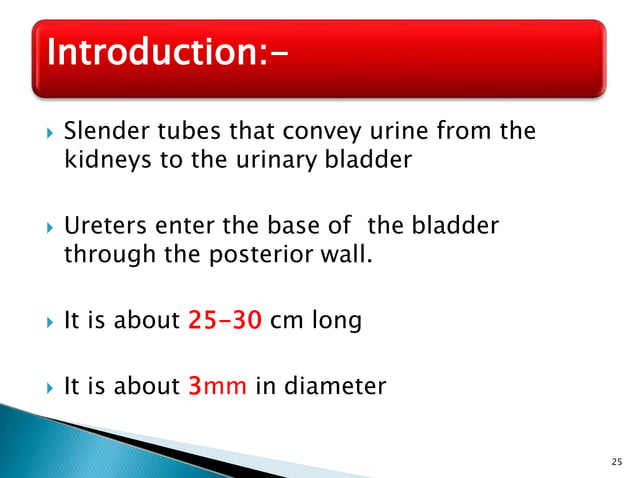 URINARY/ excretory SYSTEM anatomy & physiology | PPT