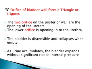 URINARY/ excretory SYSTEM anatomy & physiology | PPTX