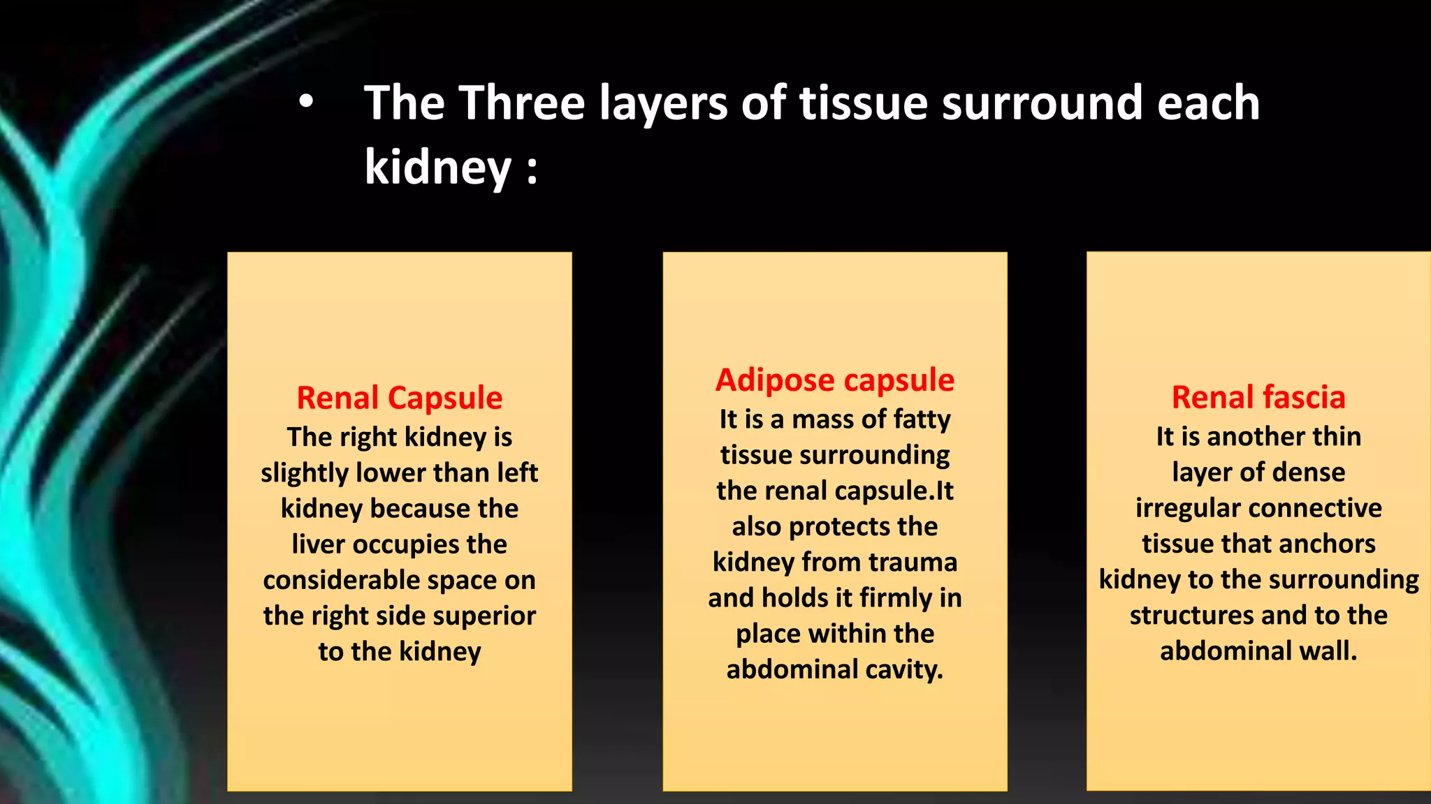 Urinary system || Human Anatomy And Physiology || B. Pharmacy ...