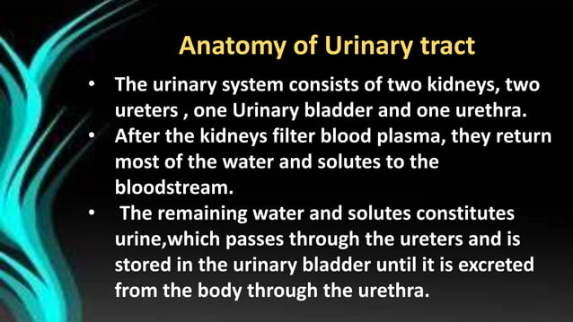 Urinary system || Human Anatomy And Physiology || B. Pharmacy ...
