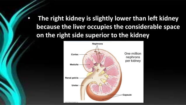 Urinary system || Human Anatomy And Physiology || B. Pharmacy ...