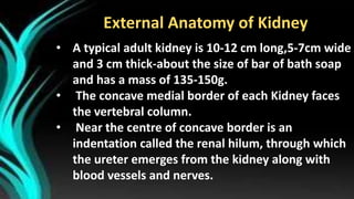 Urinary system || Human Anatomy And Physiology || B. Pharmacy ...