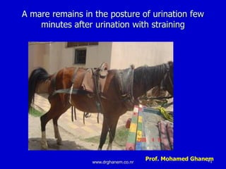 Urinary system diseases in horse | PDF