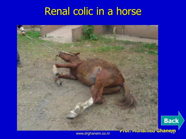 Urinary system diseases in horse | PDF | Veterinary Medicine | Pets