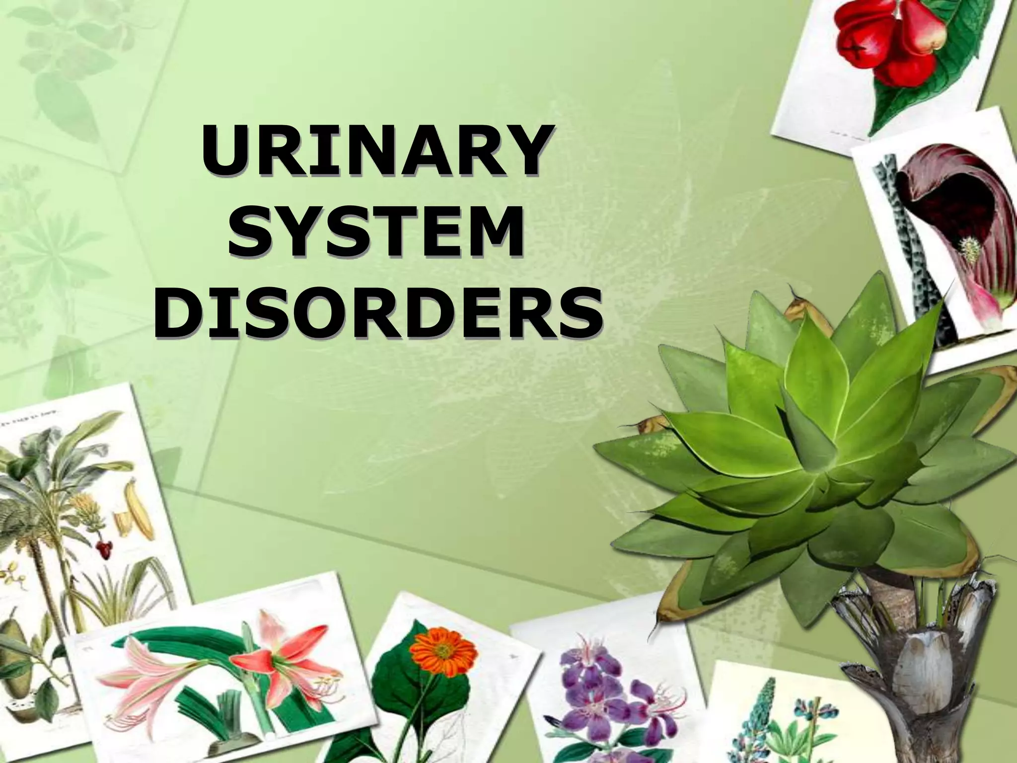 Urinary system disorders.pptx1 | PPTX