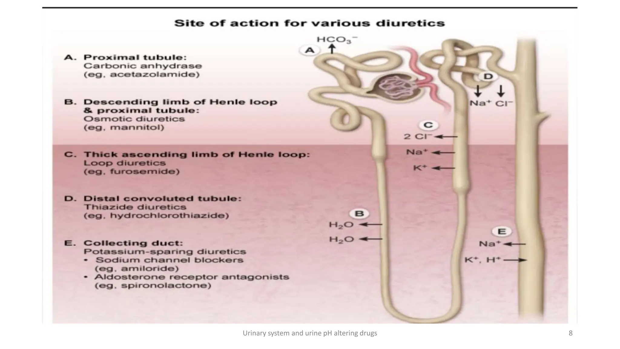 urinary system drugs and urine pH altering drugs-1.pptx