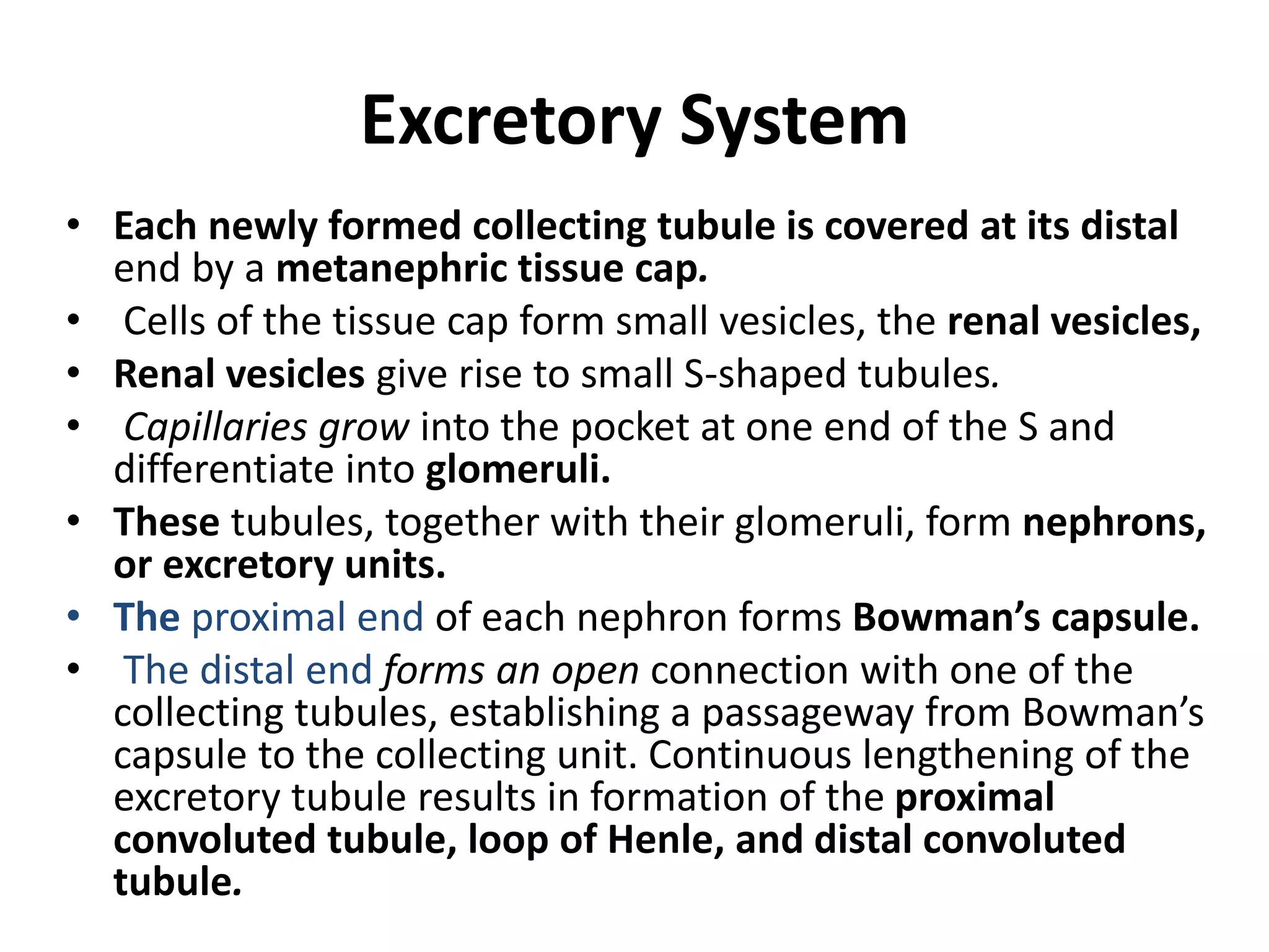Urinary system embryology | PPTX