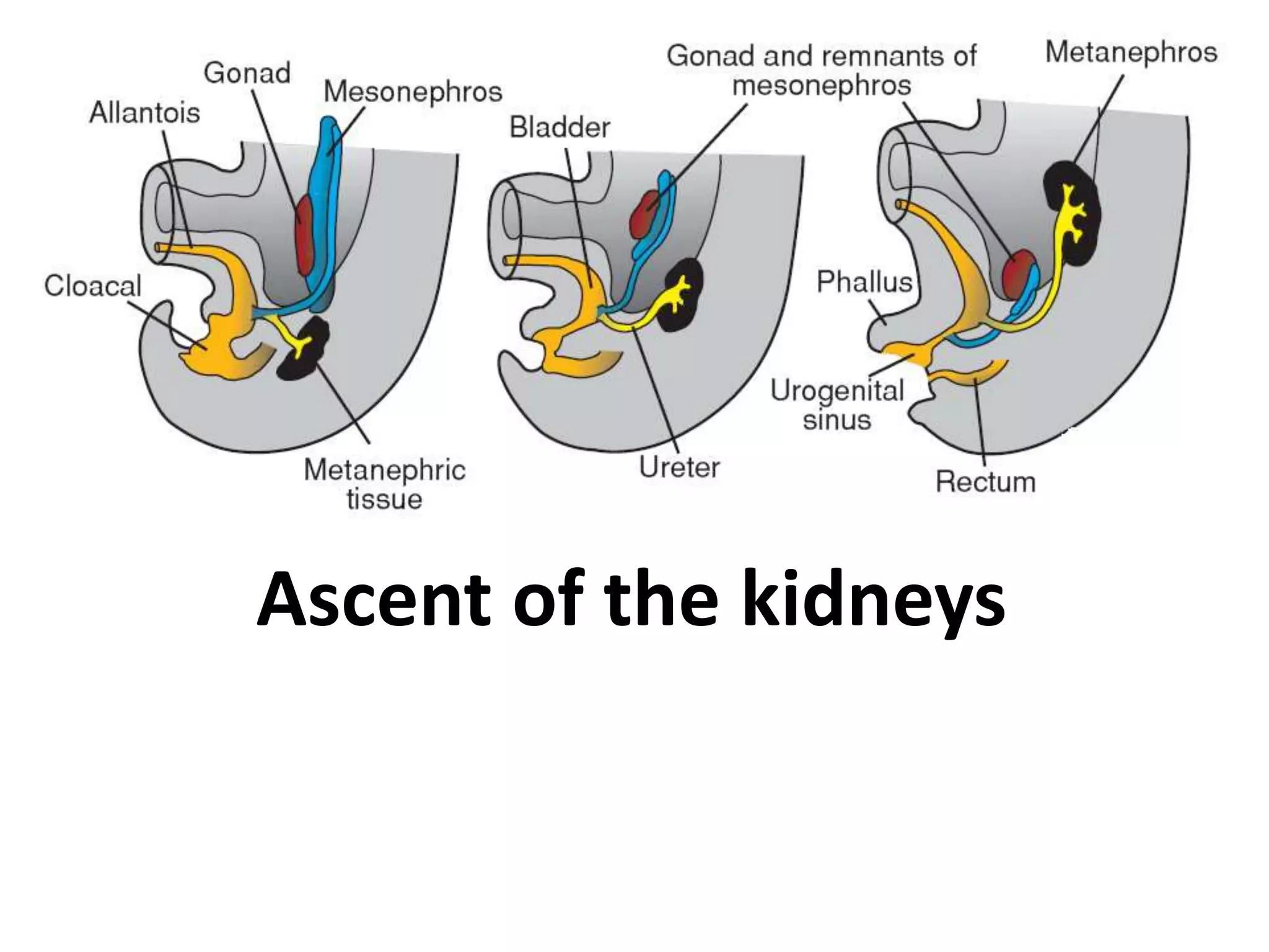 Urinary system embryology | PPTX | Science