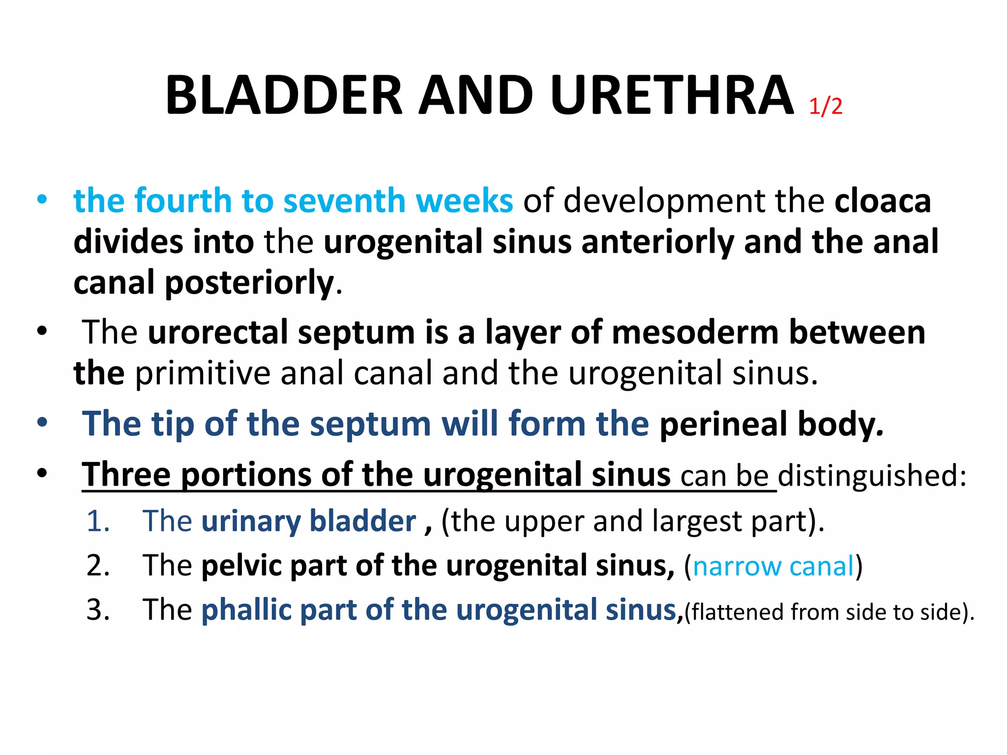 Urinary system embryology | PPTX