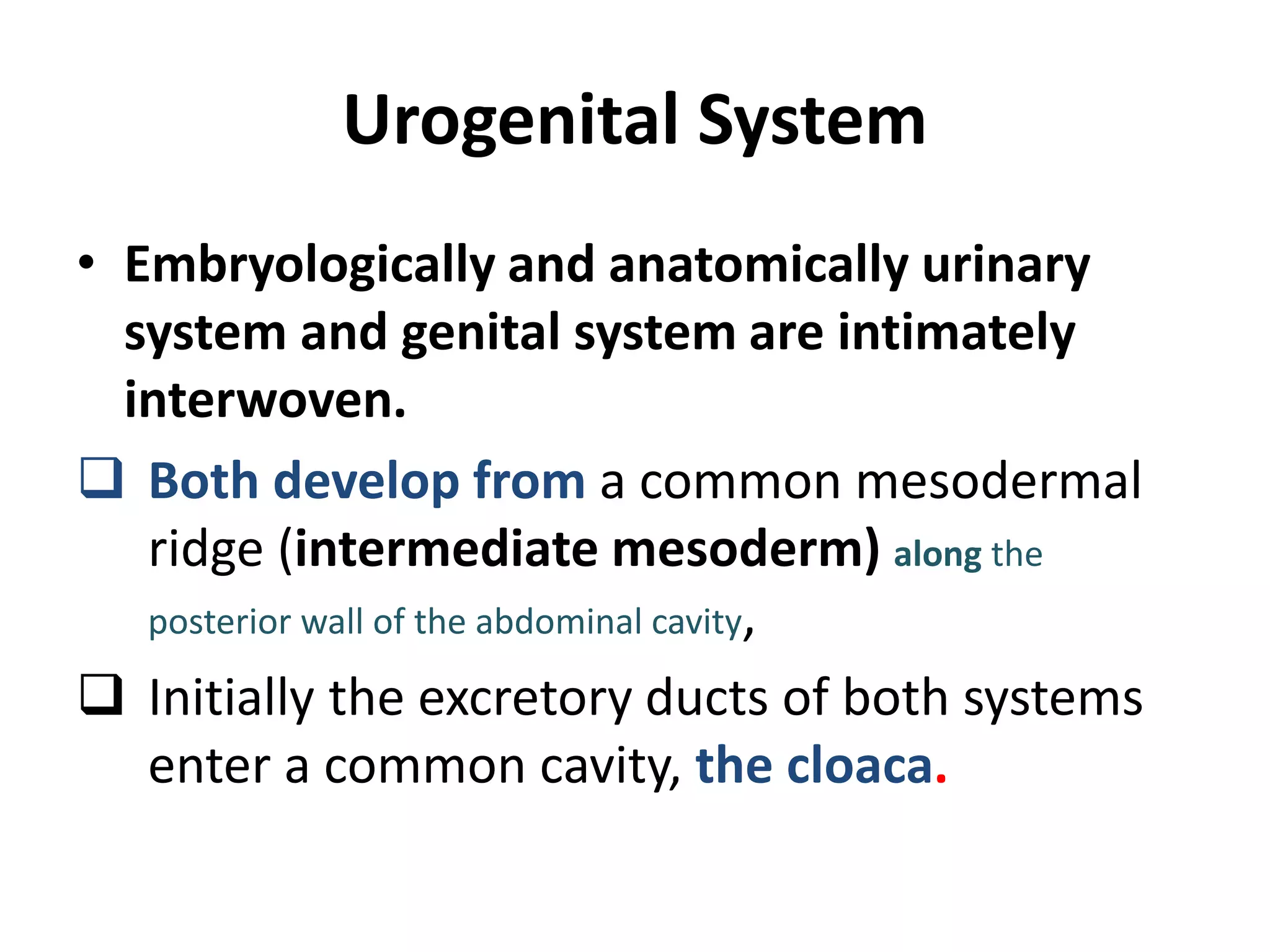 Urinary system embryology | PPTX
