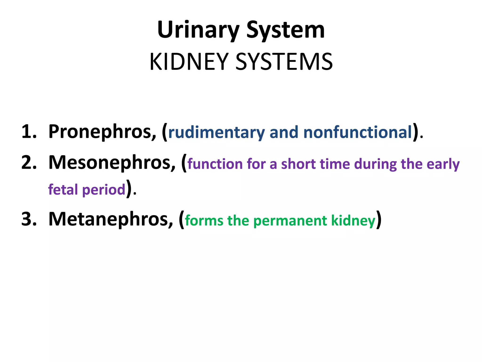 Urinary system embryology | PPTX