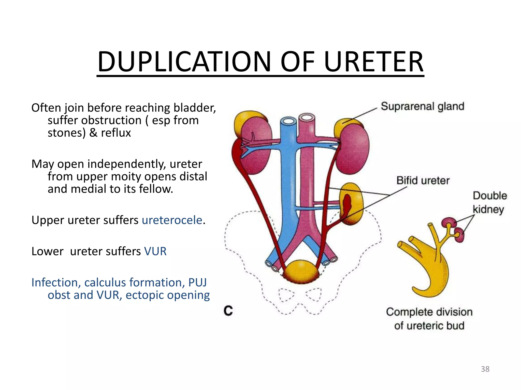 Urinary system embryology | PPTX
