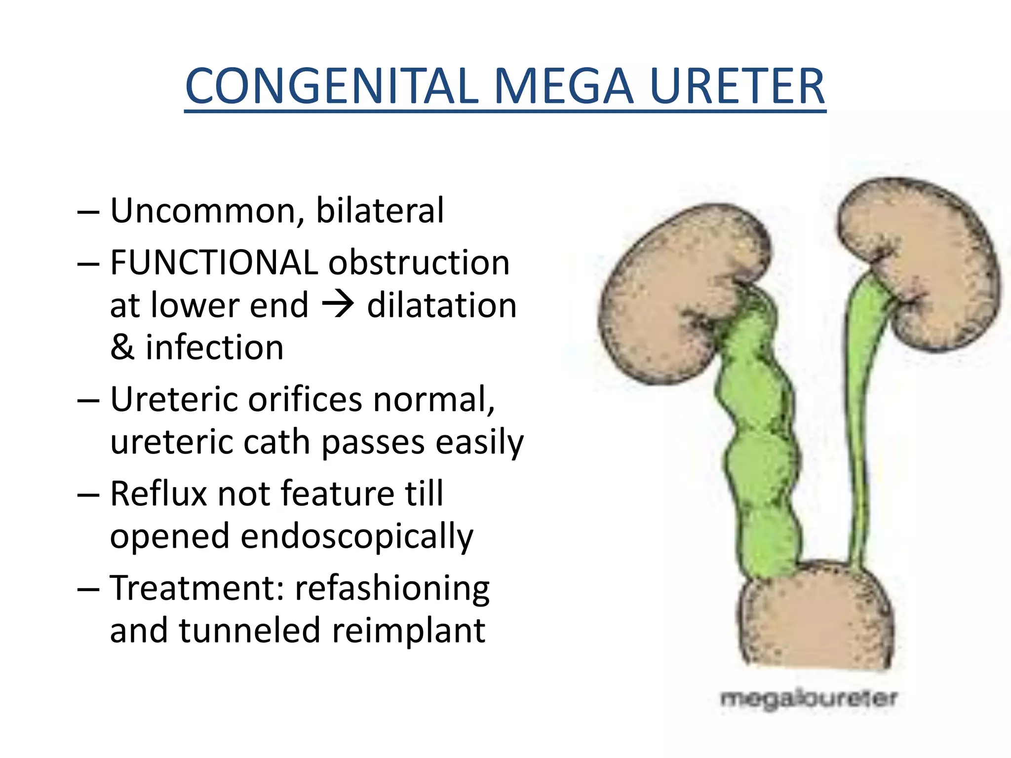Urinary system embryology | PPTX