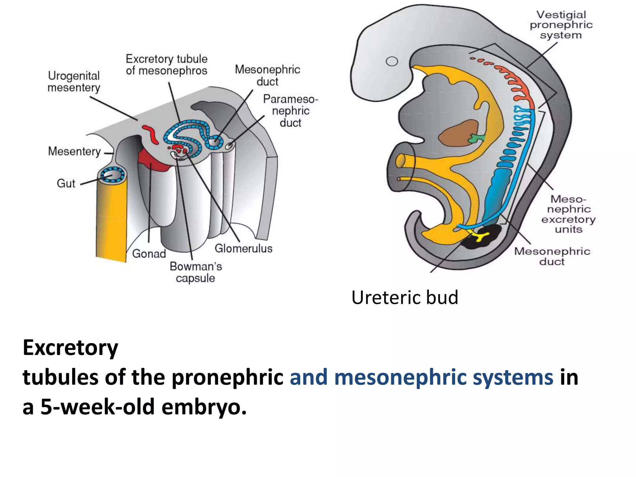 Urinary system embryology | PPTX | Science