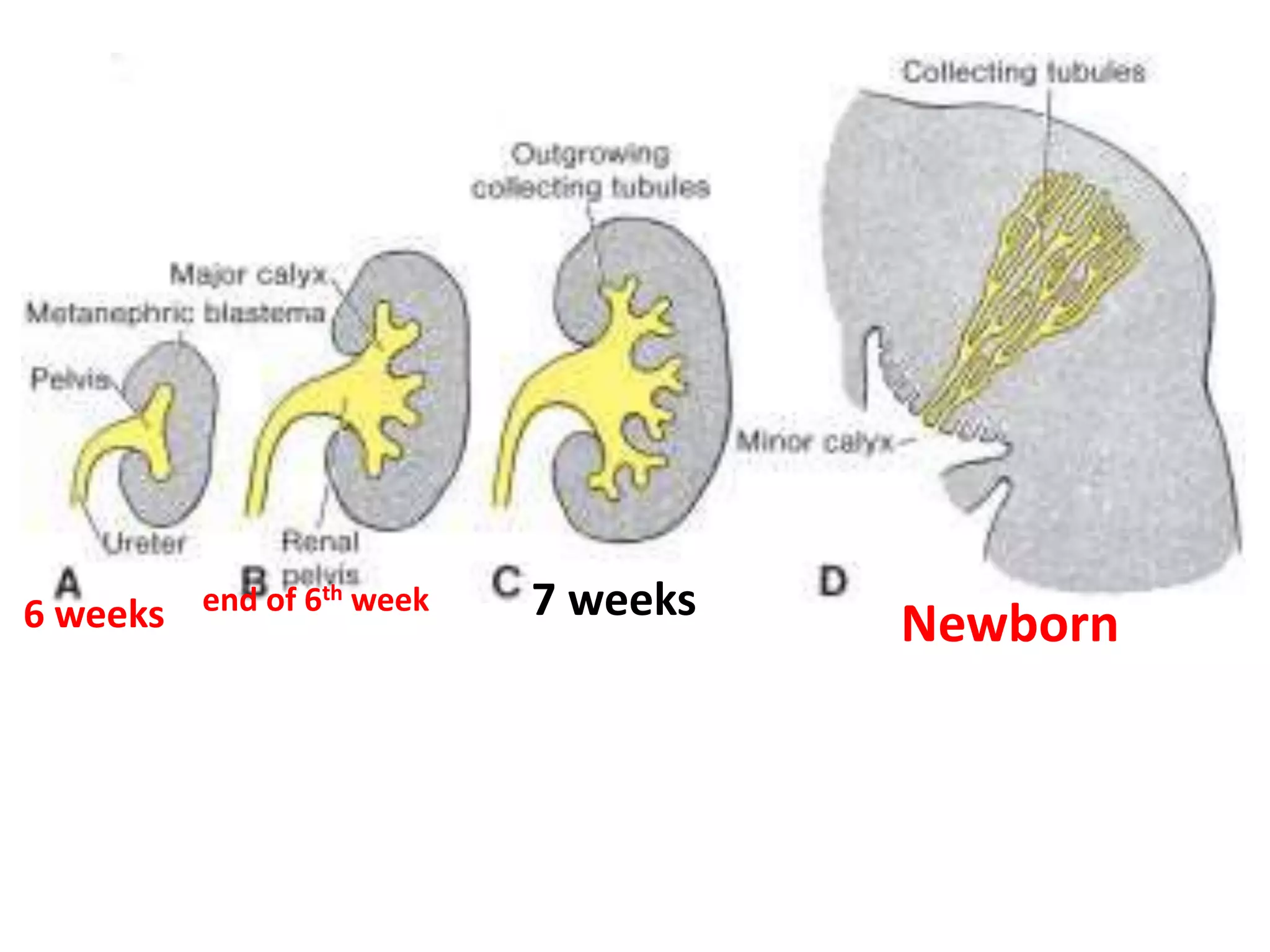 Urinary system embryology | PPTX | Science