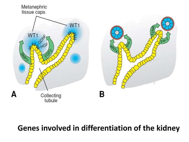 Urinary system embryology | PPTX | Science
