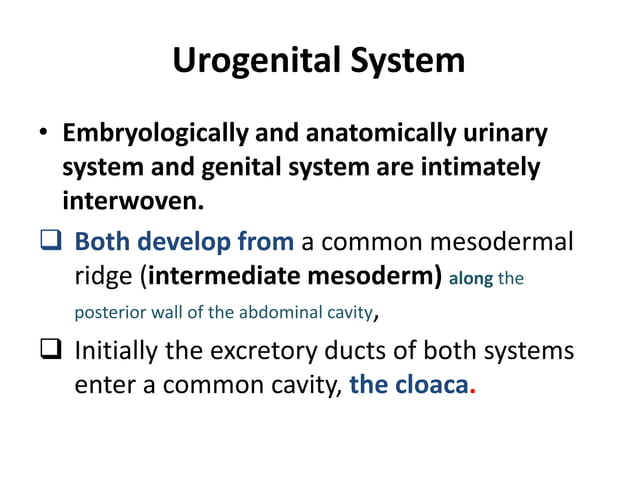 Urinary system embryology | PPTX | Science