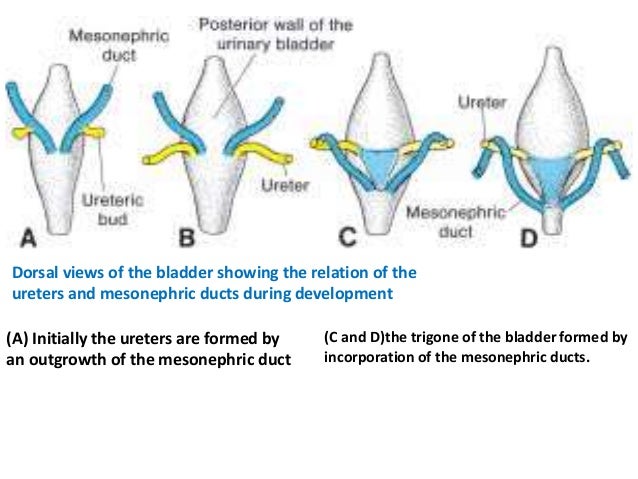 Urinary system embryology