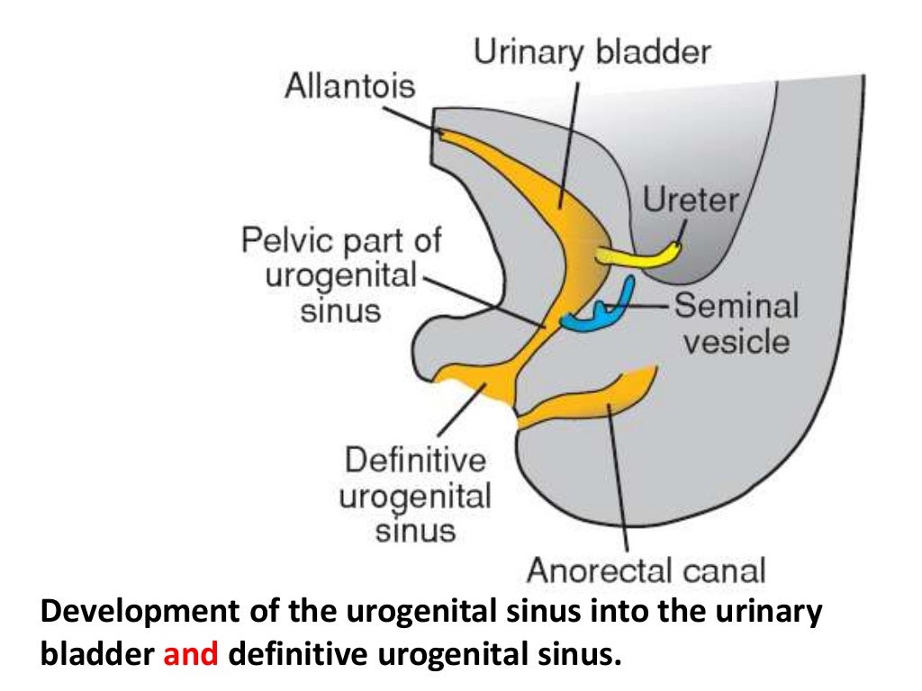 Urinary system embryology