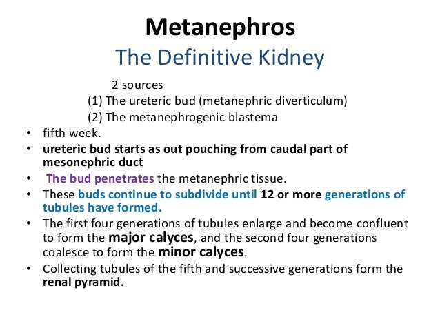 Urinary system embryology