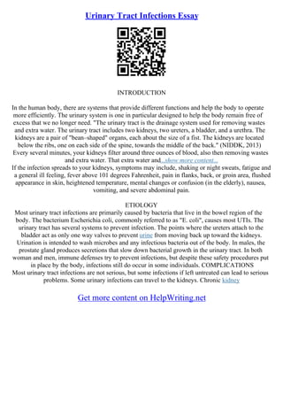 Urinary System Essay | PDF