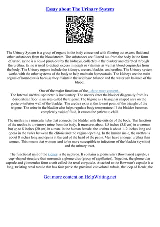 Urinary System Essay | PDF