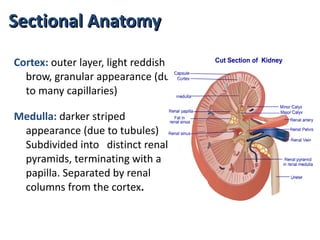 Urinary system | PPT