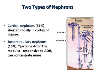 Urinary system | PPT