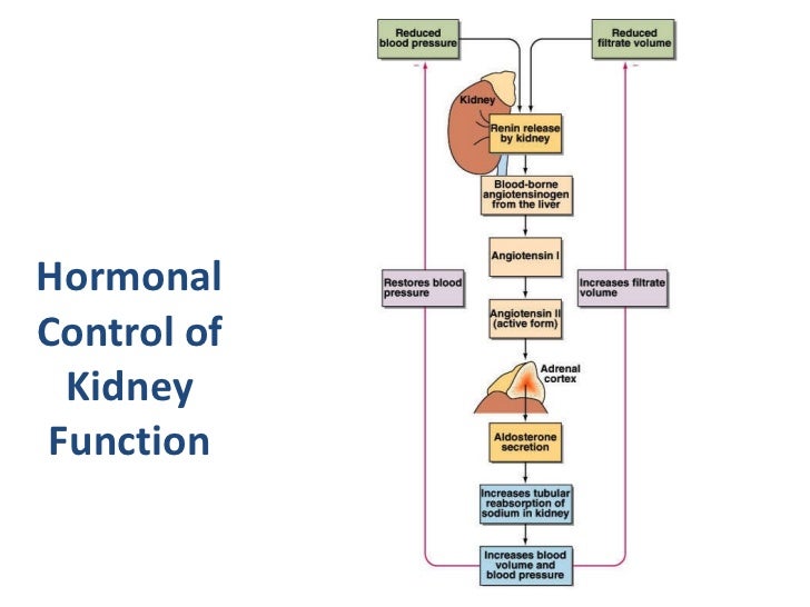 Urinary system