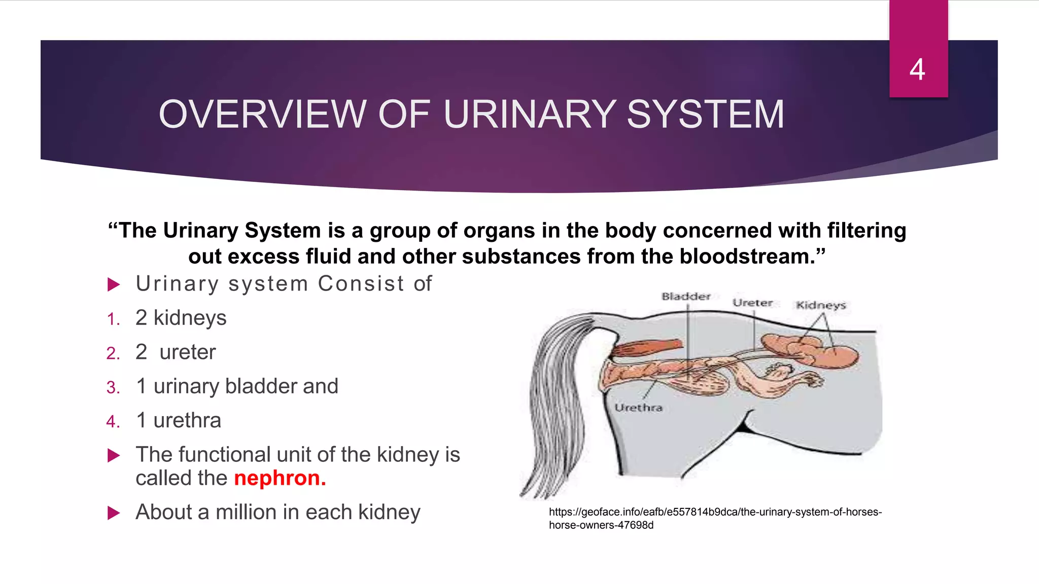 Urinary system overview, it's functional histology and it's congenital ...