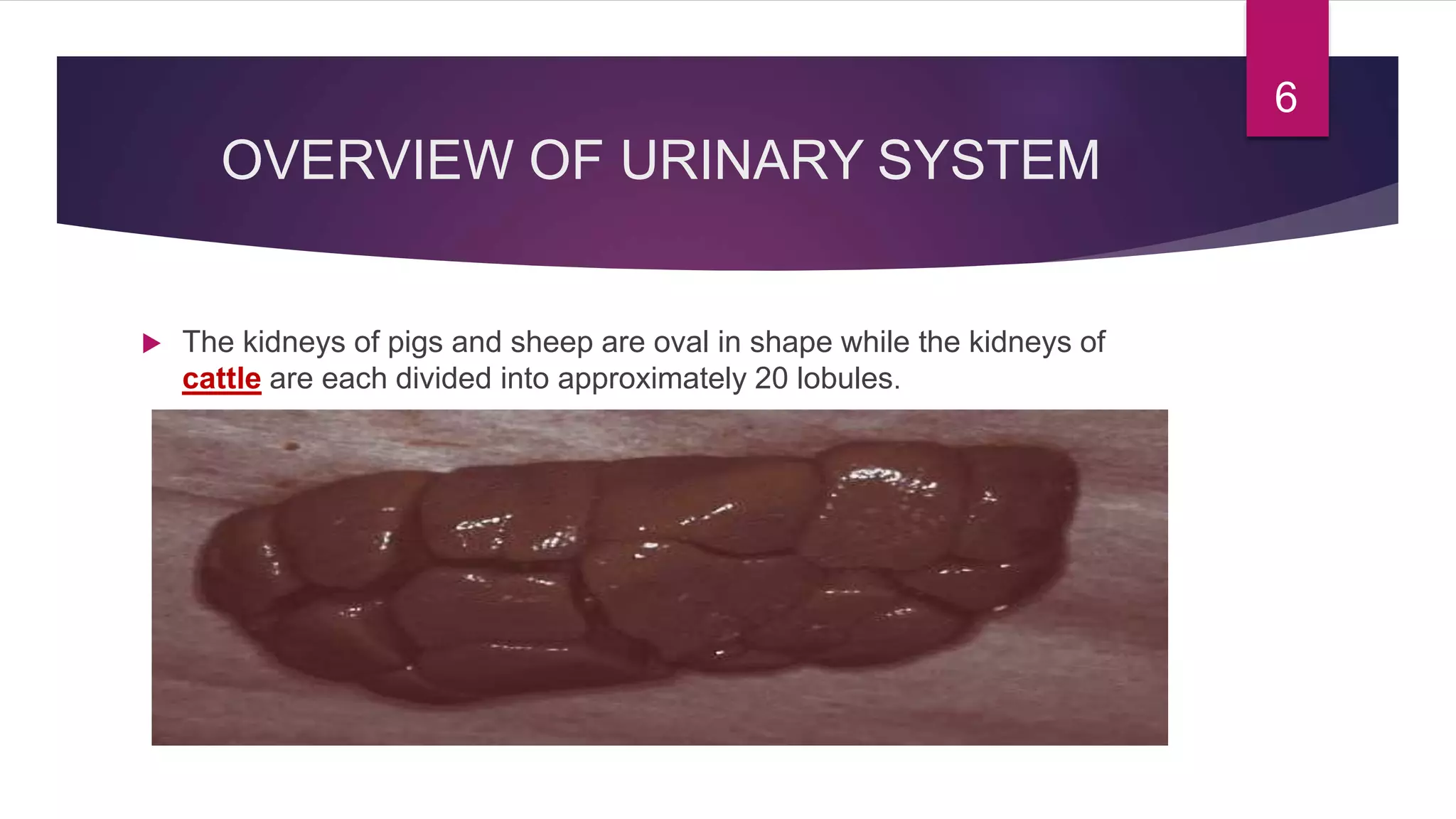 Urinary system overview, it's functional histology and it's congenital ...