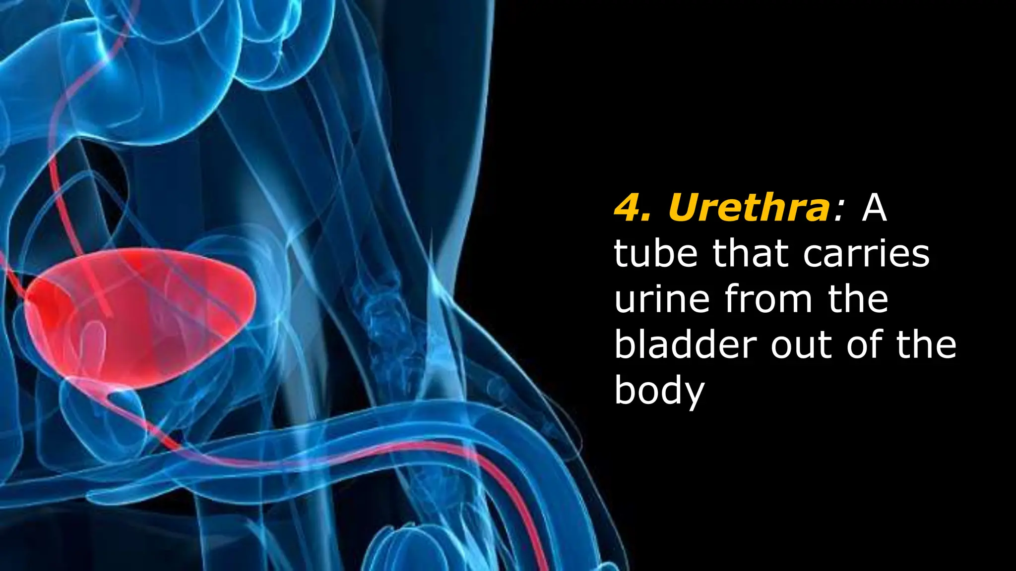 URINARY SYSTEM, FLUID, ELECTROLYTES, AND ACID BASE BALANCE Final ...