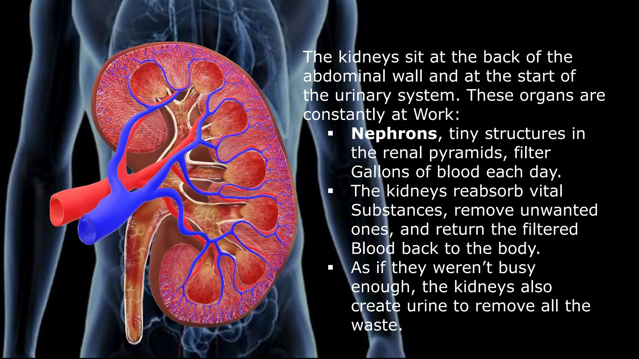 URINARY SYSTEM, FLUID, ELECTROLYTES, AND ACID BASE BALANCE Final ...
