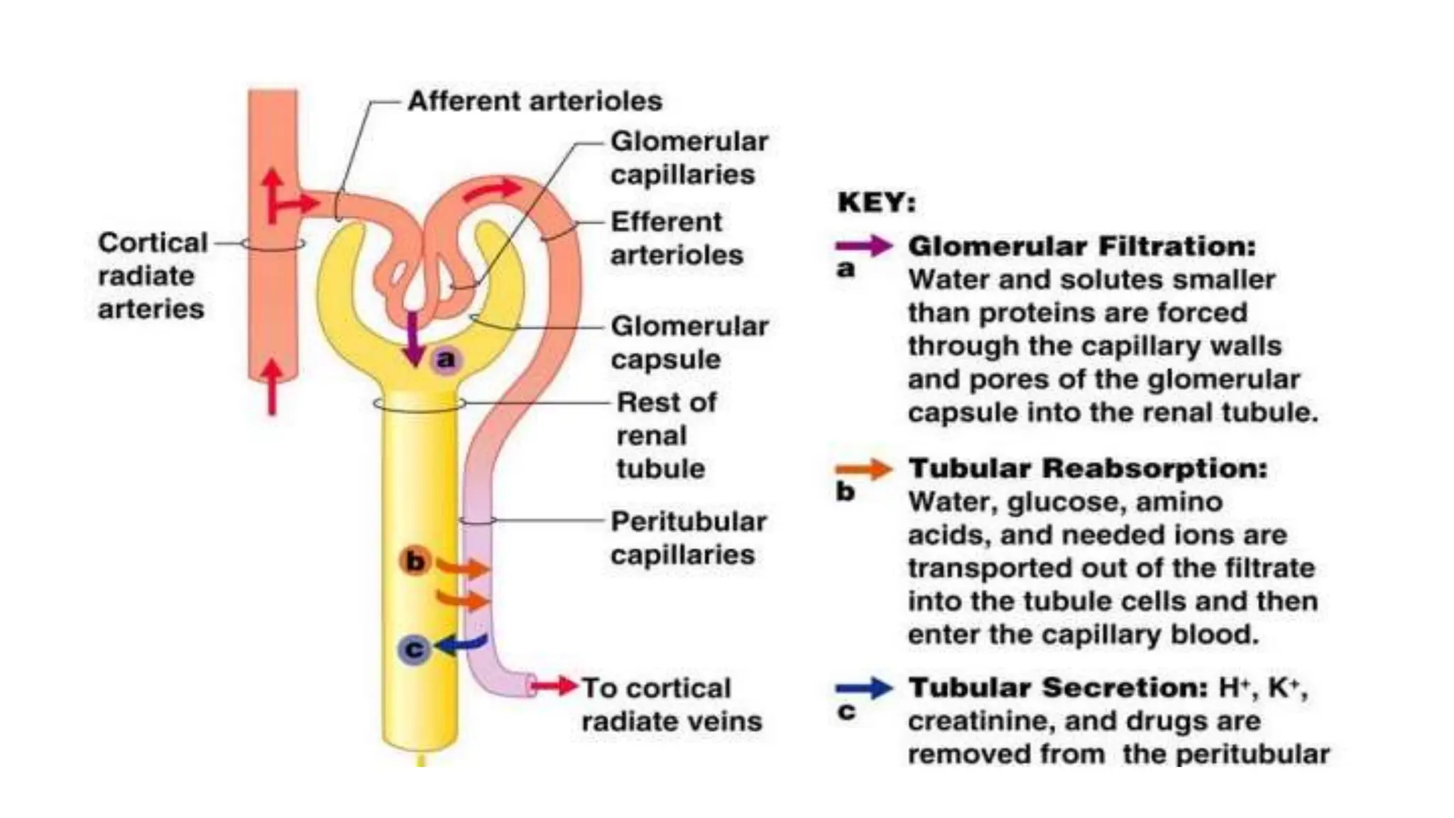 URINARY SYSTEM, FLUID, ELECTROLYTES, AND ACID BASE BALANCE Final ...