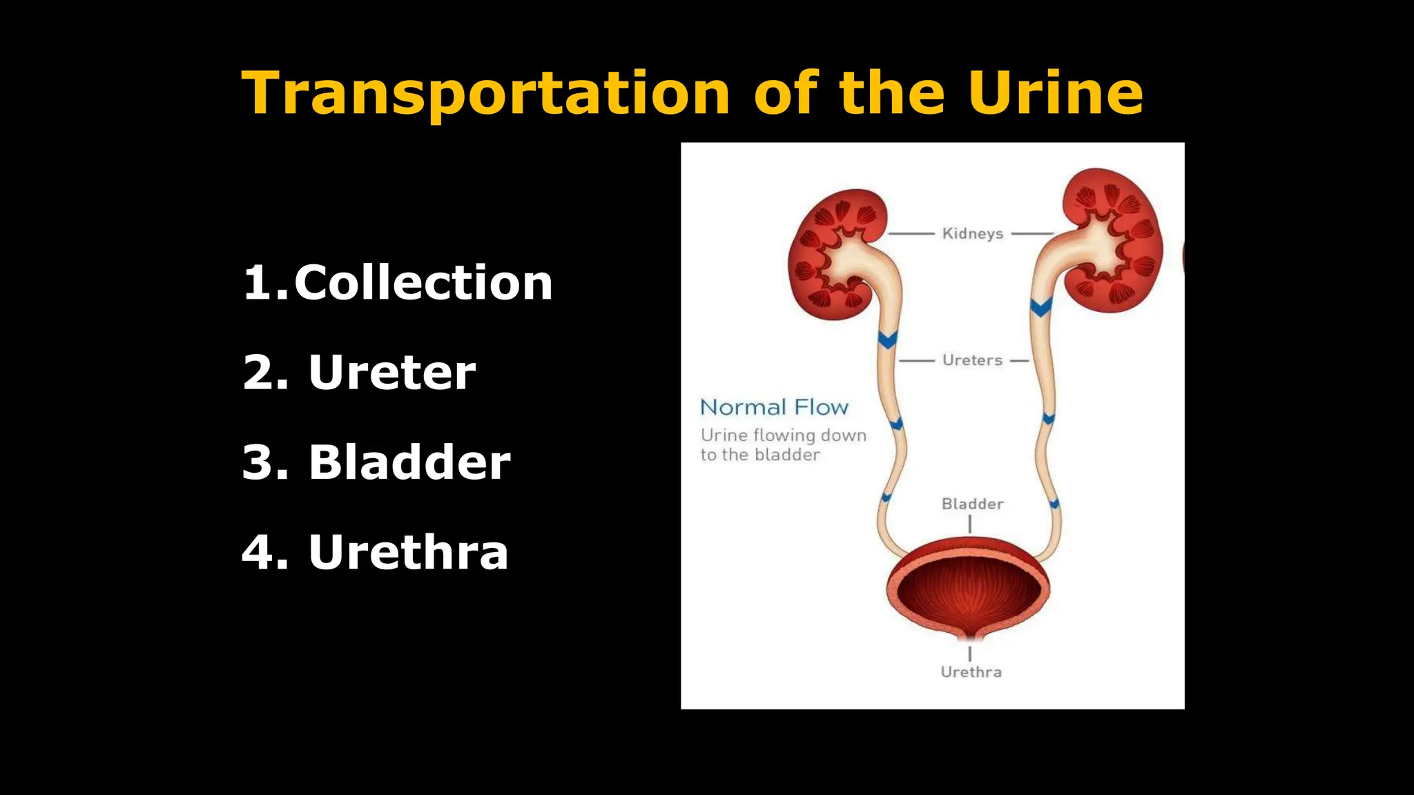 URINARY SYSTEM, FLUID, ELECTROLYTES, AND ACID BASE BALANCE Final ...
