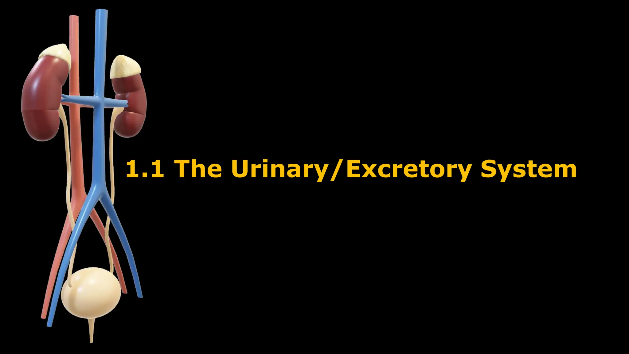 URINARY SYSTEM, FLUID, ELECTROLYTES, AND ACID BASE BALANCE Final ...