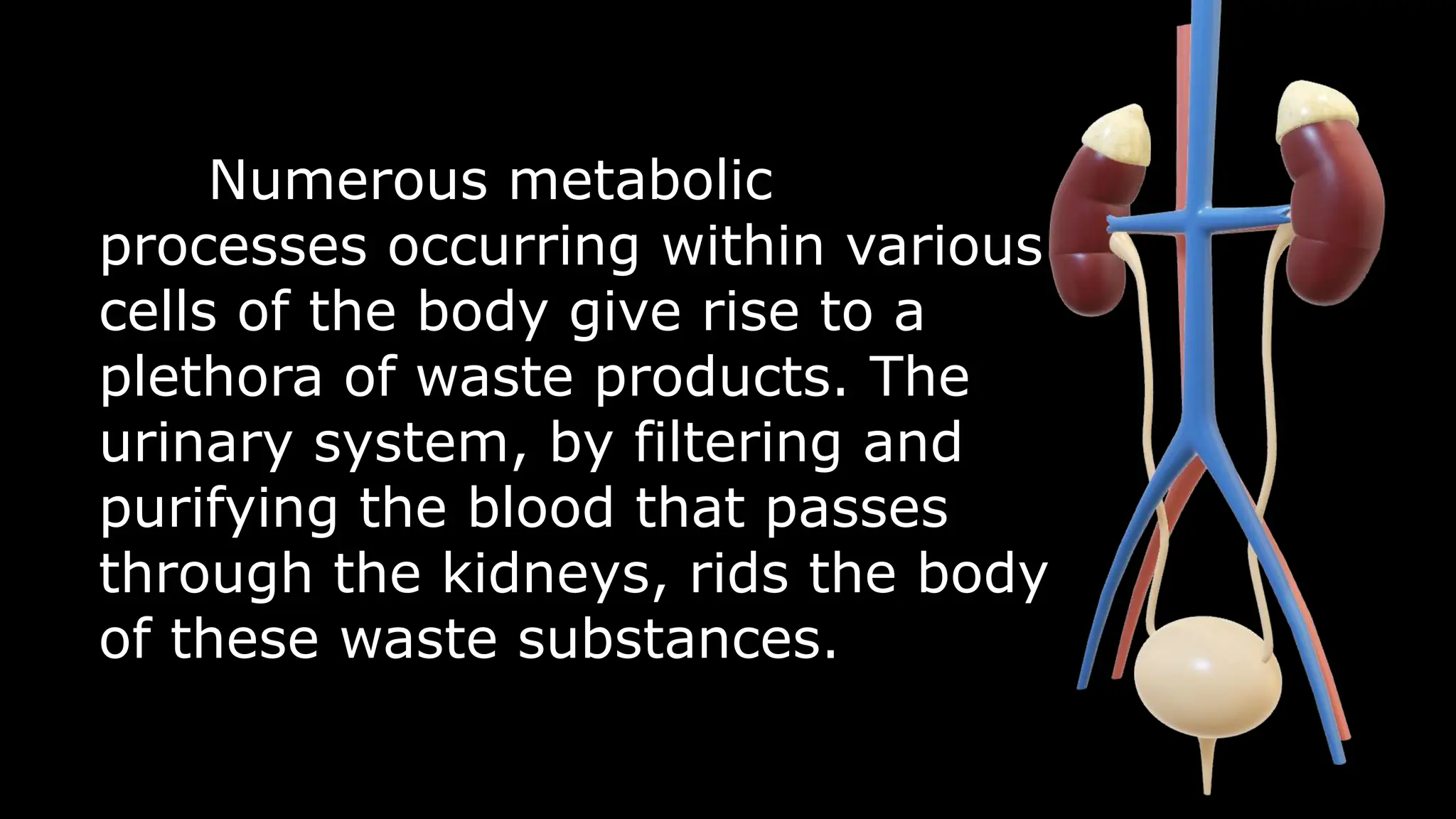 URINARY SYSTEM, FLUID, ELECTROLYTES, AND ACID BASE BALANCE Final ...