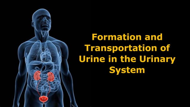 URINARY SYSTEM, FLUID, ELECTROLYTES, AND ACID BASE BALANCE Final ...
