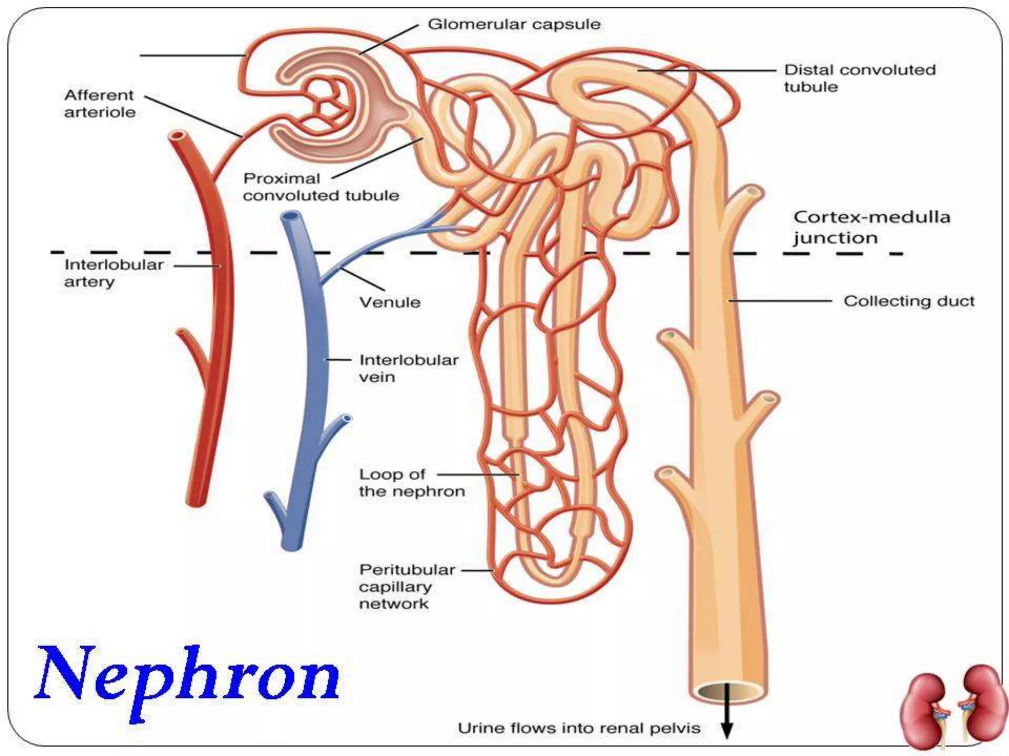 Urinary system hap sughosh | PPT