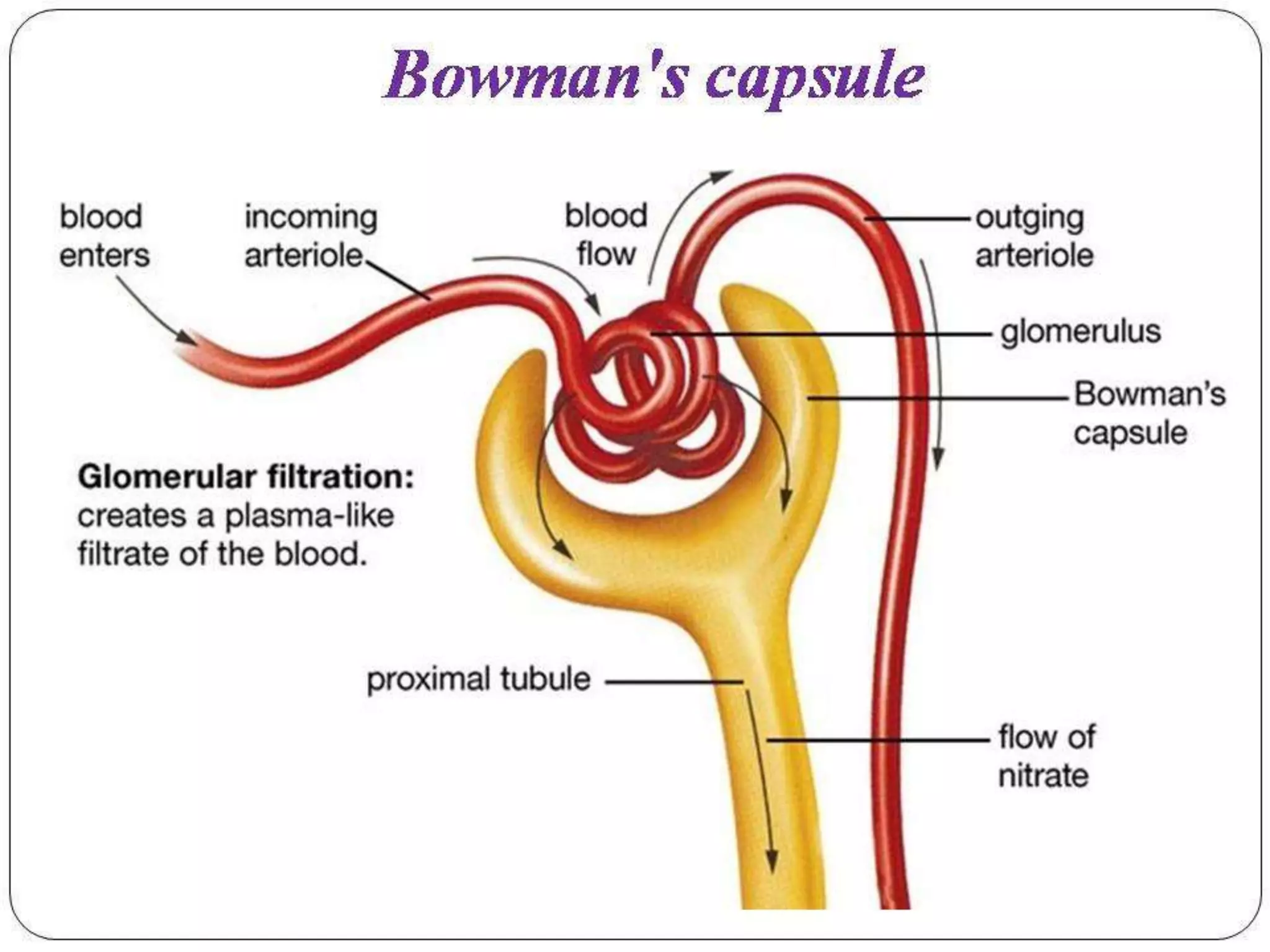 Urinary system hap sughosh | PPT