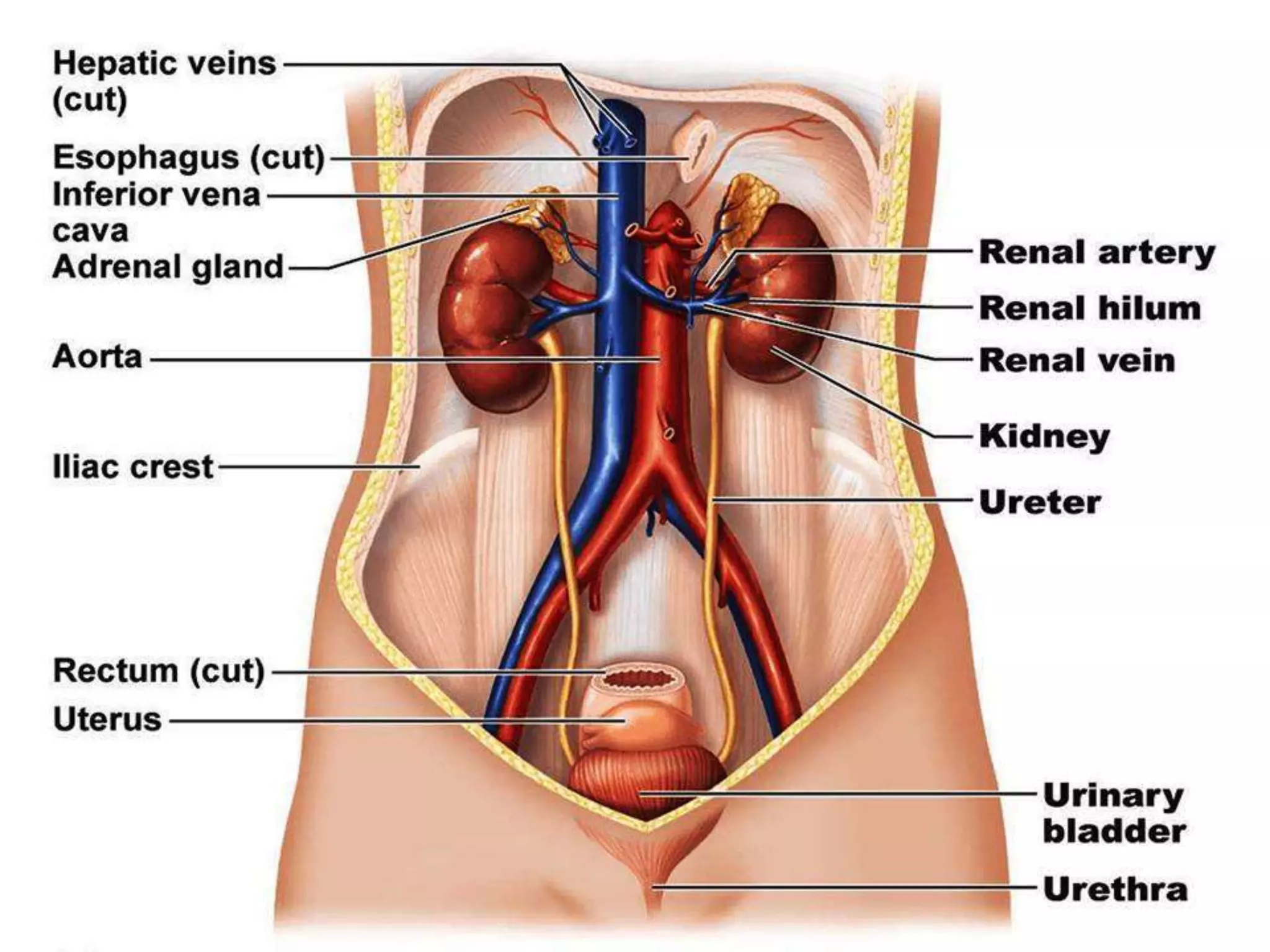 Urinary system hap sughosh | PPT