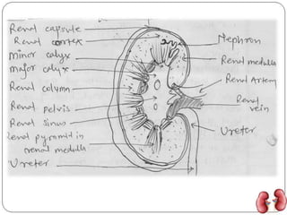 Urinary system hap sughosh | PPT